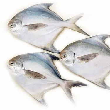 Indian Silver Pomfret/ Rupchanda 60/80g Each 500g Multipack
