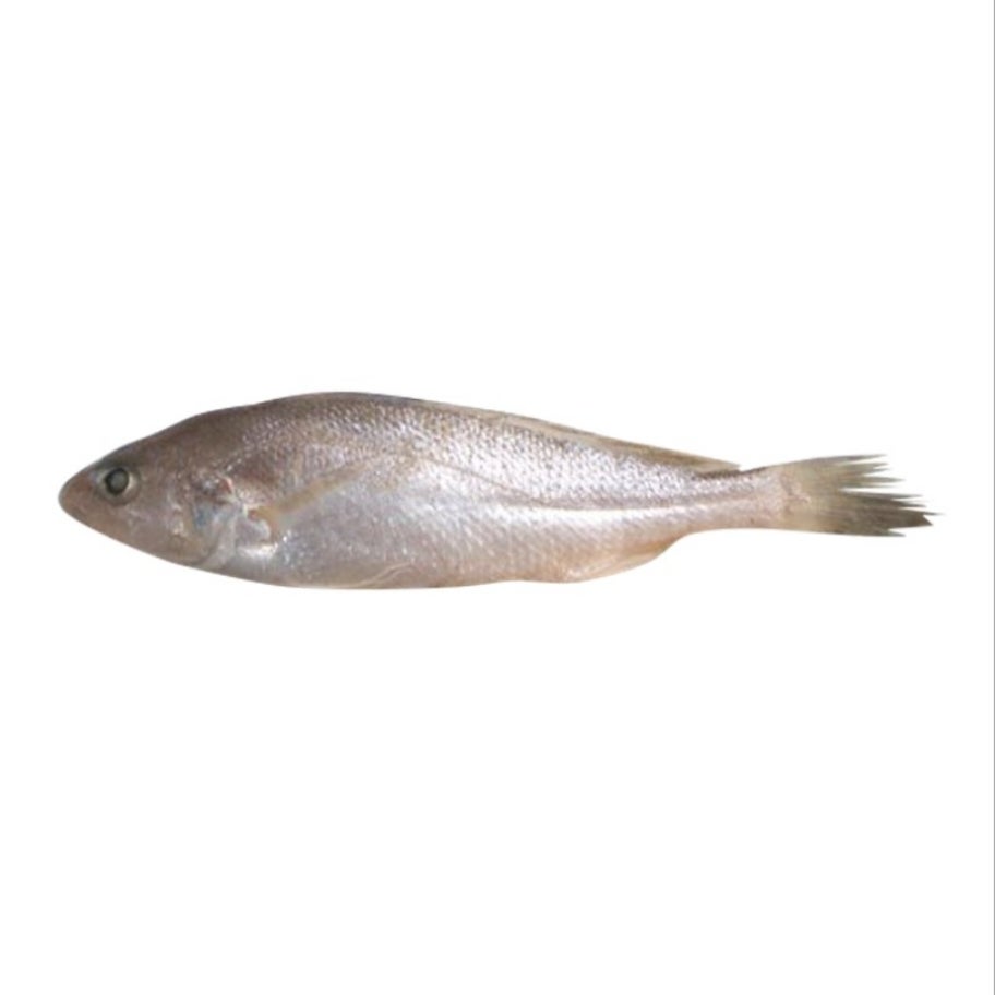 Poa Frozen Block Fish 500g | SuperHut